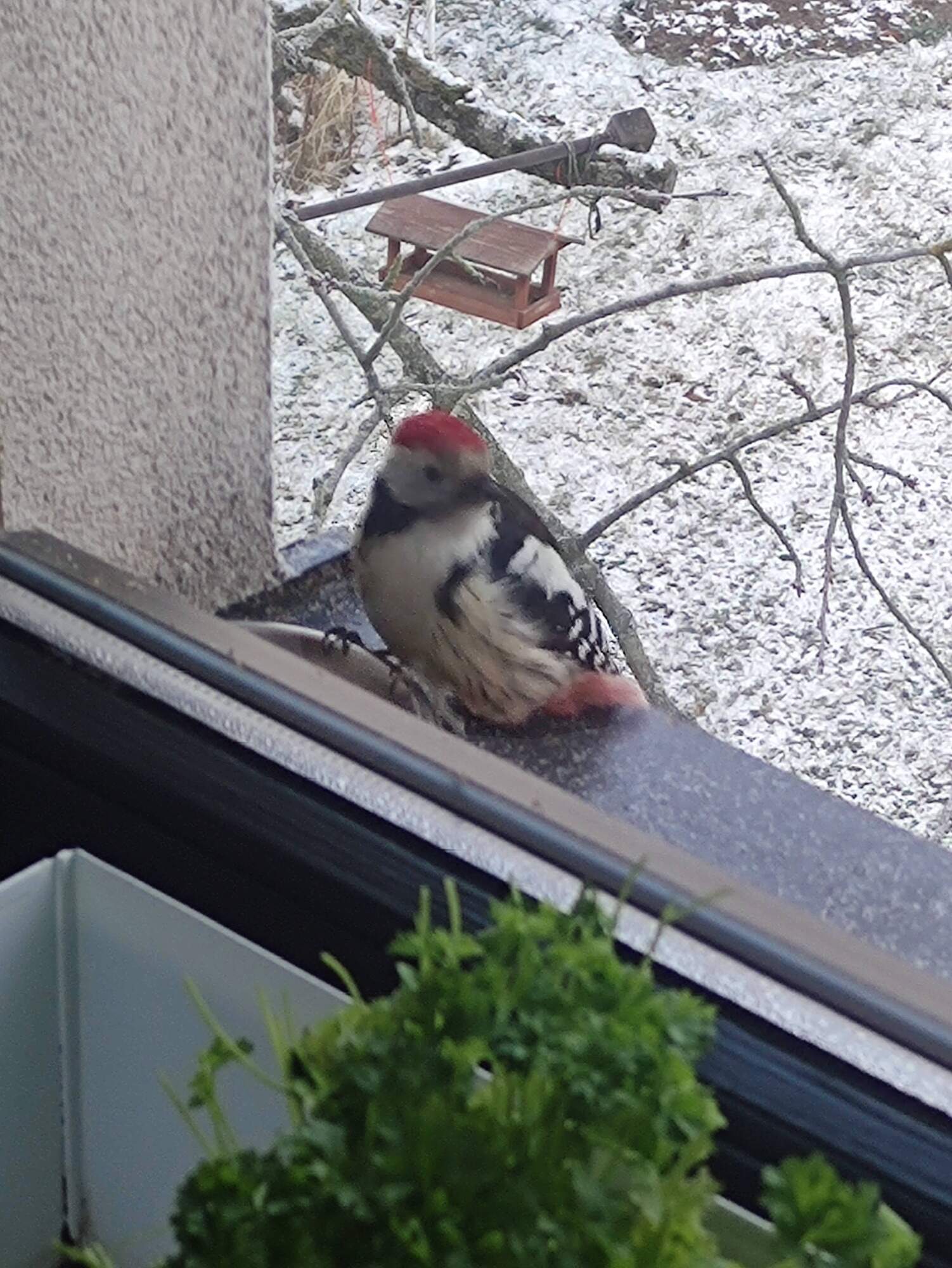 240118 rodina – Jaroslava Jelínková – album na Rajčeti